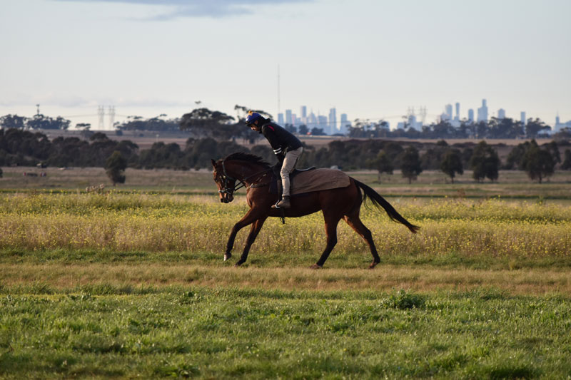 Patrick Payne Racing offers variety for horses with a practical paddock ...