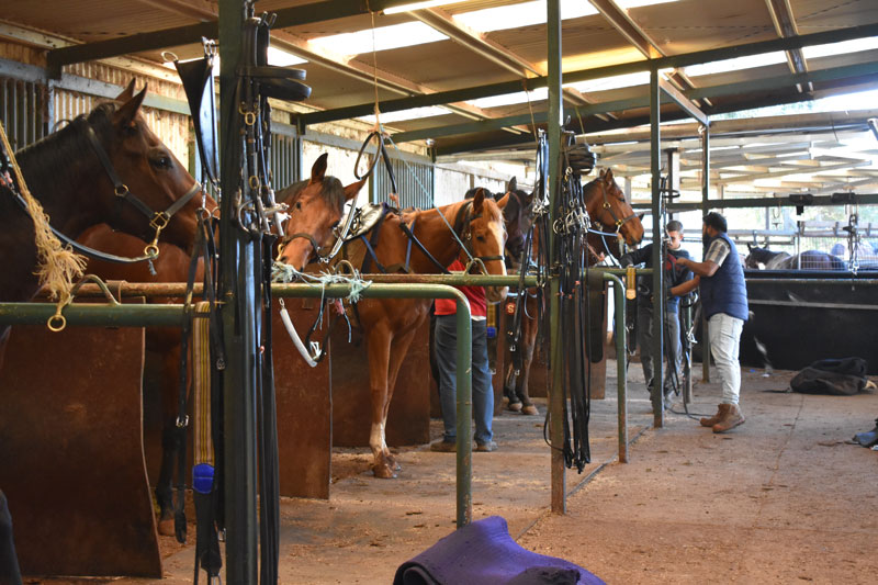Patrick Payne Racing offers variety for horses with a practical paddock ...
