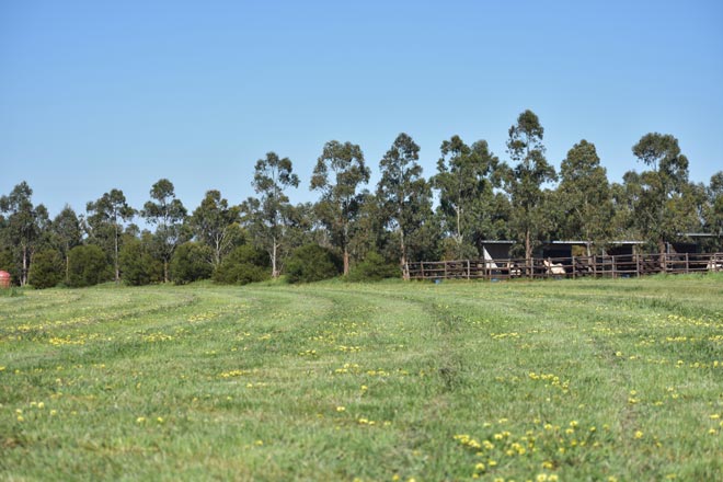 Patrick Payne Racing offers variety for horses with a practical paddock ...