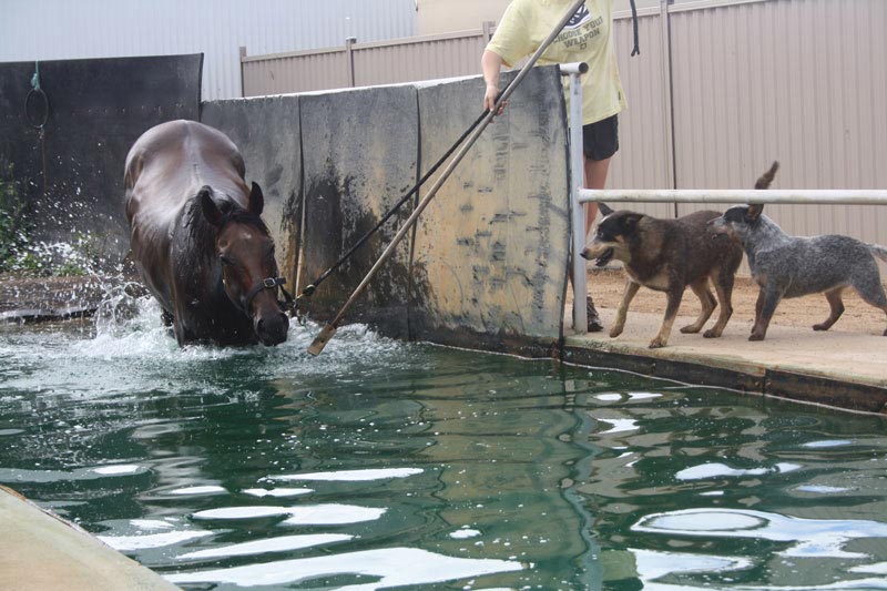 Patrick Payne Racing provides a variety of stabling options to suit all ...