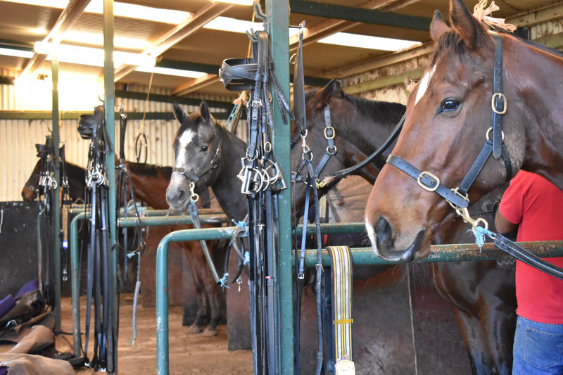 Patrick Payne Racing provides a variety of stabling options to suit all ...