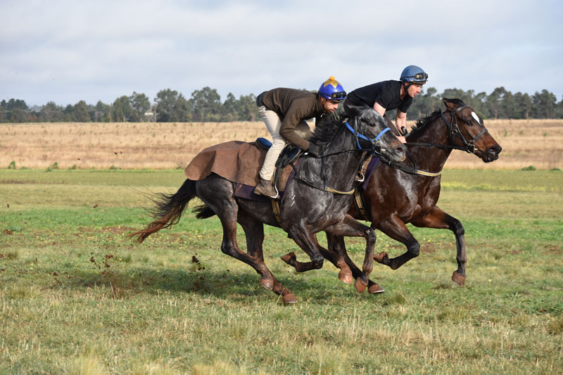 Patrick Payne Racing offers variety for horses with a practical paddock ...