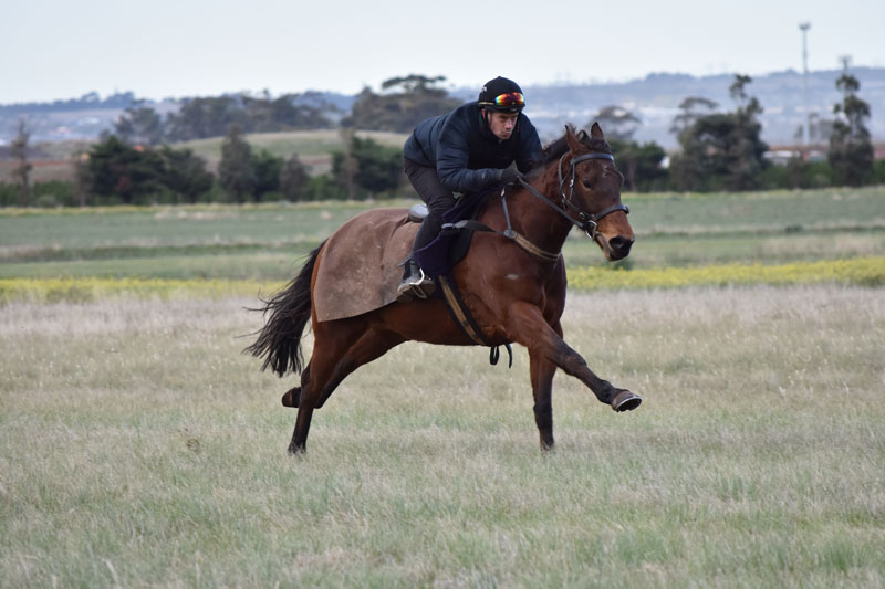 Patrick Payne Racing offers variety for horses with a practical paddock ...