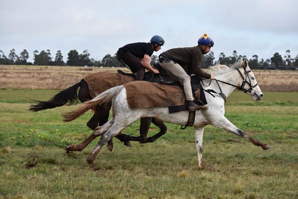 Patrick Payne Racing offers variety for horses with a practical paddock ...