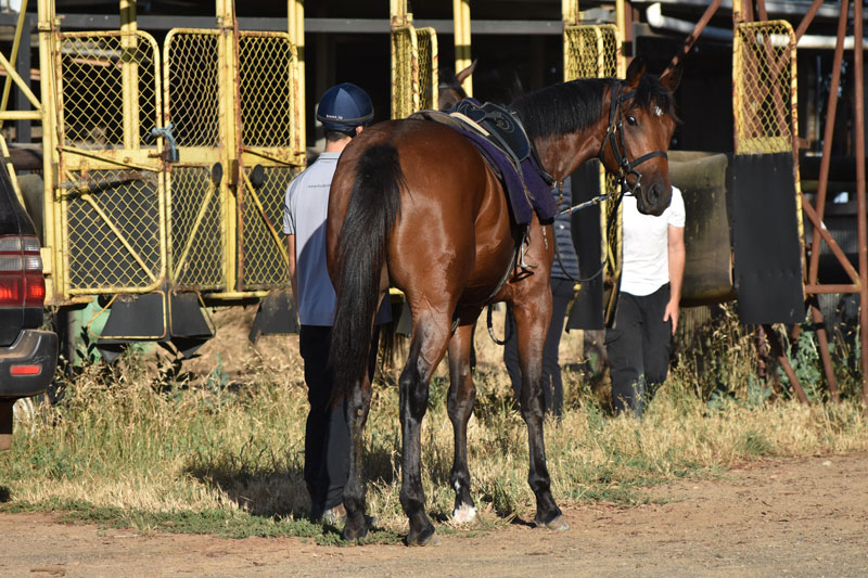 Patrick Payne Racing offers variety for horses with a practical paddock ...