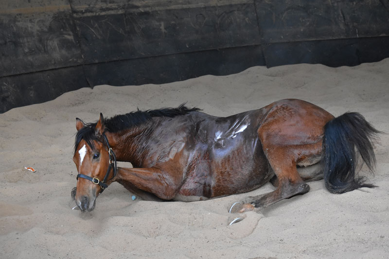 Patrick Payne Racing provides a variety of stabling options to suit all ...