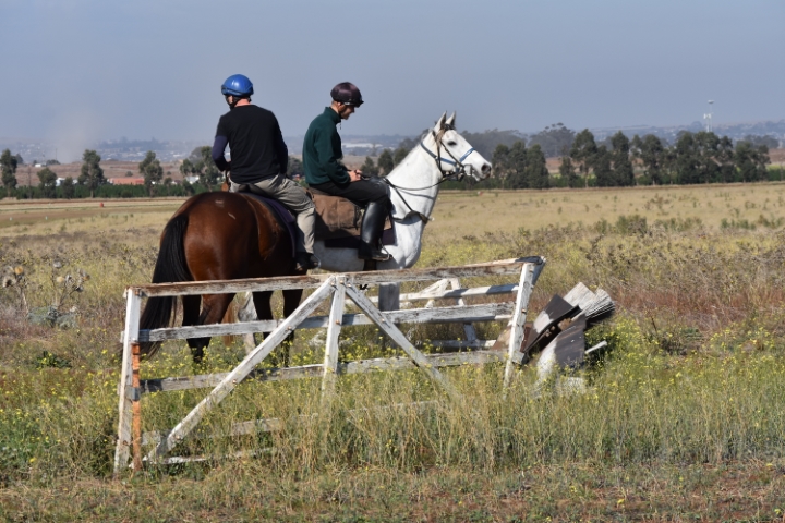 Patrick Payne Racing offers variety for horses with a practical paddock ...