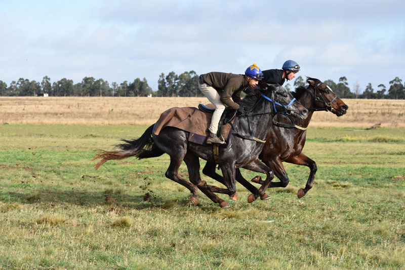 Patrick Payne Racing offers variety for horses with a practical paddock ...
